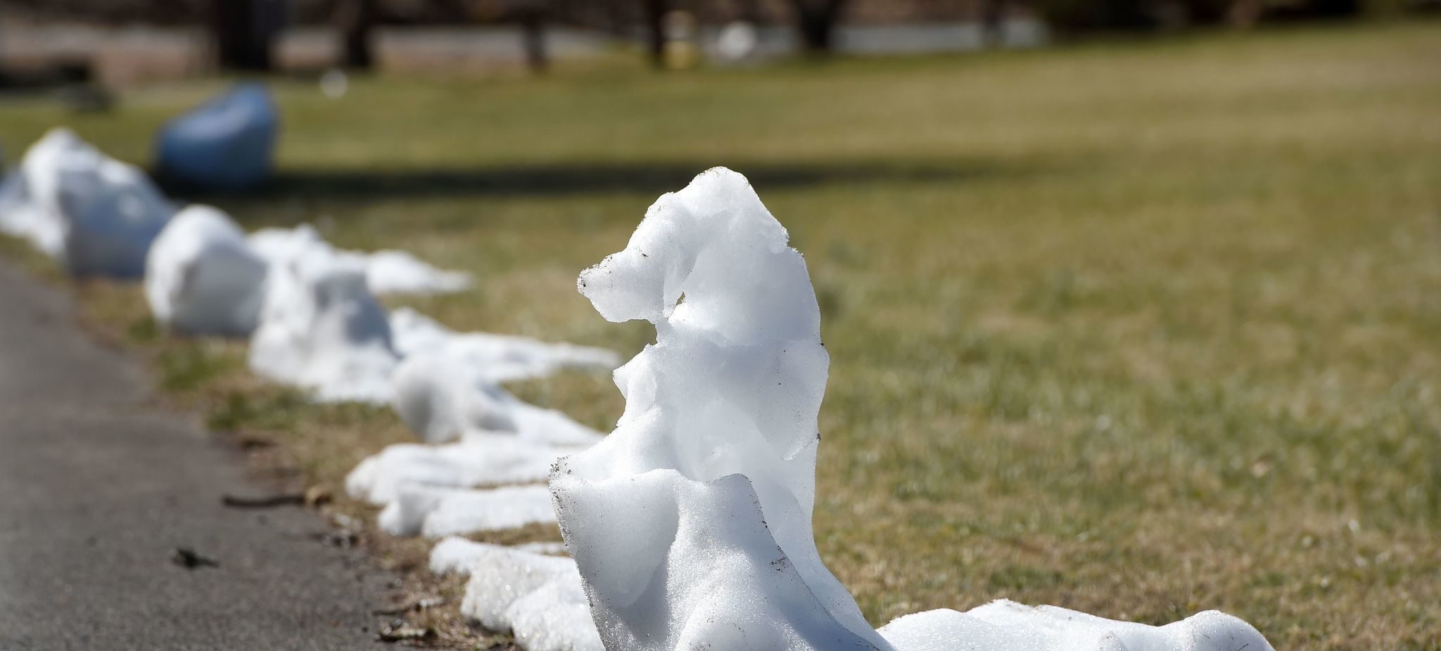 Mild Winter Effects On Your Landscape Complete Landscaping