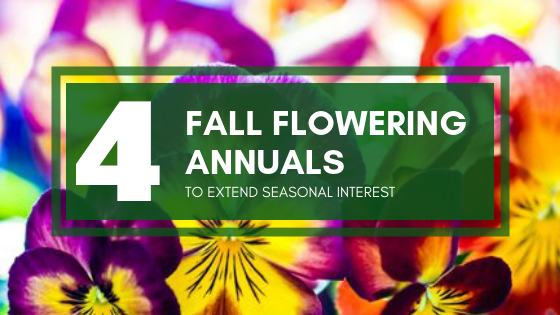 Fall Annuals for Seasonal Interest - Complete Landscaping Service