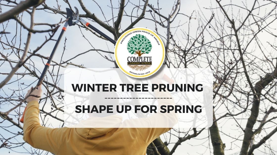 Winter Tree Pruning-Shape Up for Spring | Complete Landscaping Service
