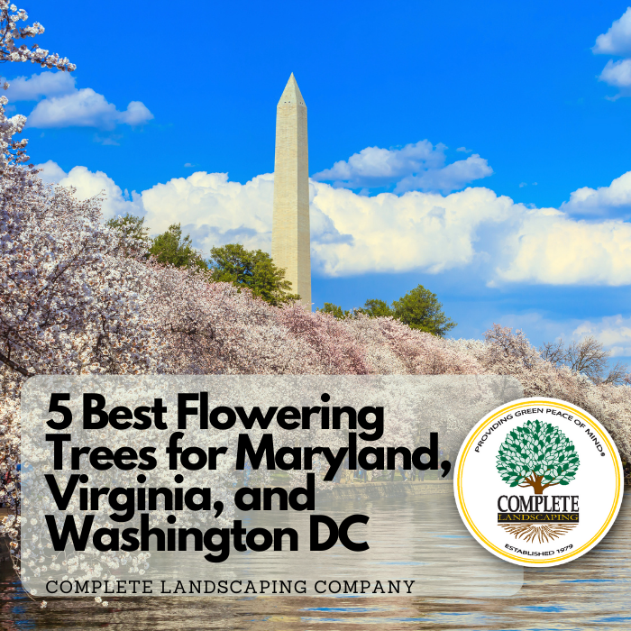 5 Flowering Trees that Thrive in MD, VA, DC