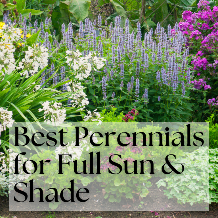 Best Perennials for Full Sun & Shade - Complete Landscaping Service