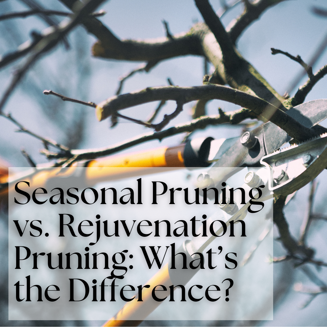 Seasonal Pruning vs. Rejuvenation Pruning: What’s the Difference? - Complete Landscaping Service