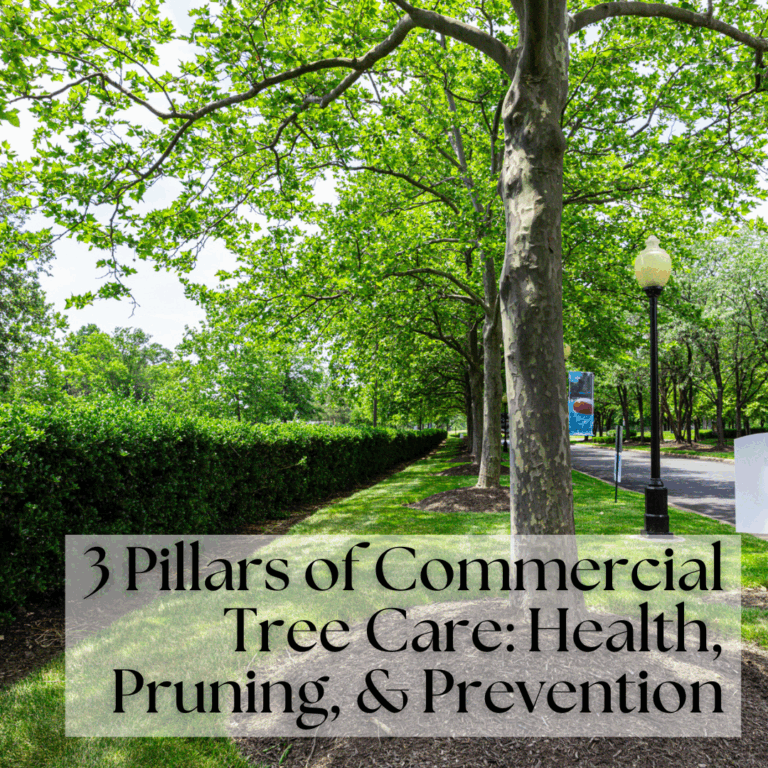 Commercial Tree Care Services - Complete Landscaping Service